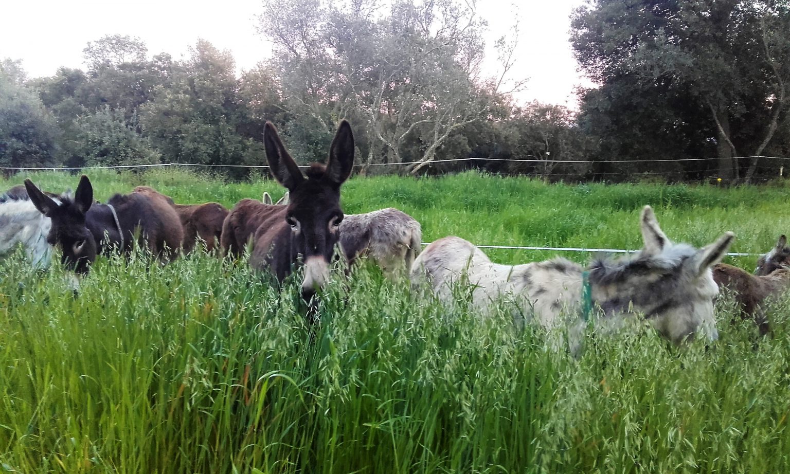 Conocer el Maresme a lomos de un burro – BestMaresme