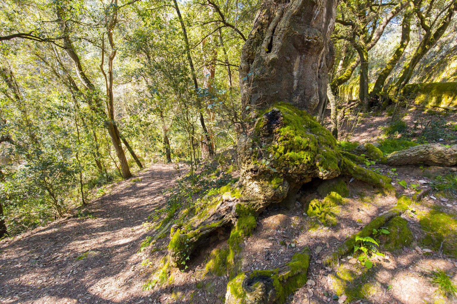 Hiking in Maresme – BestMaresme